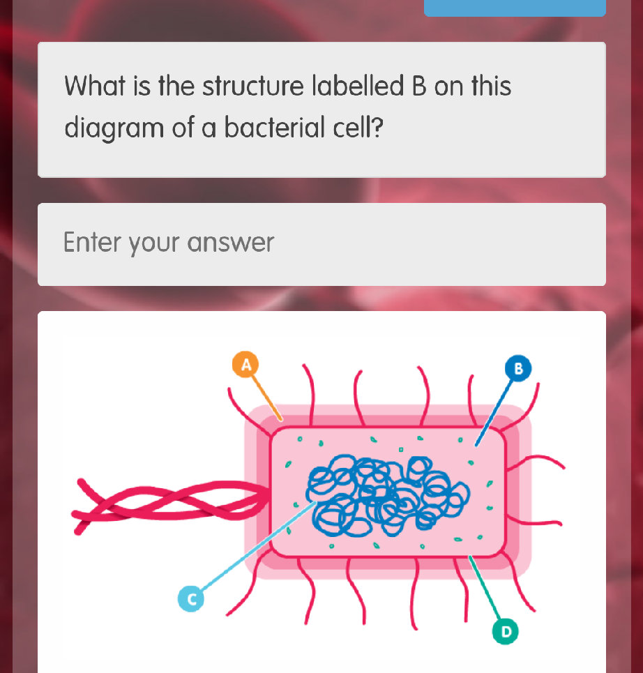 What is the structure labelled B on this | StudyX