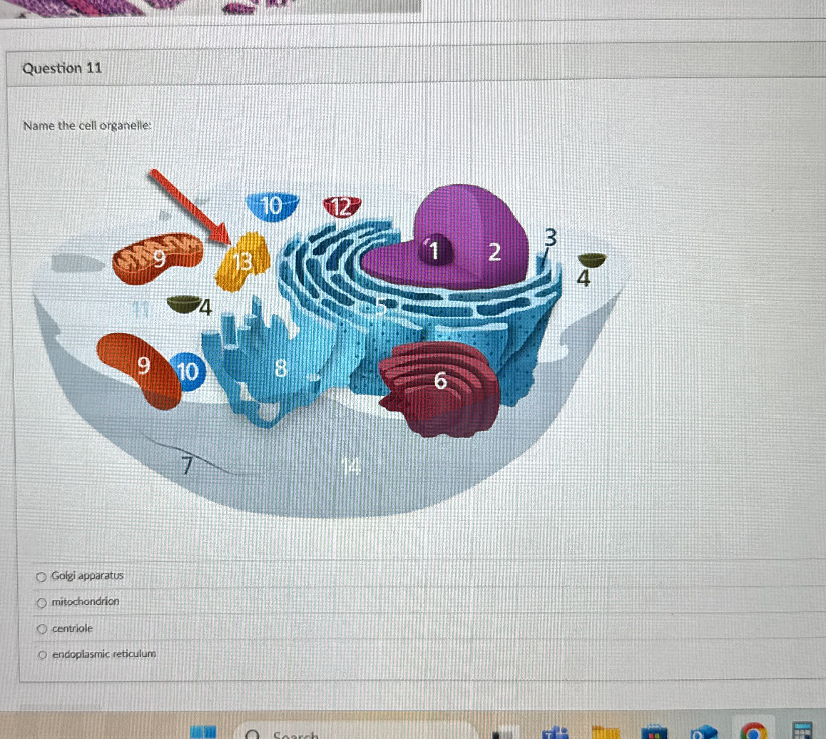 Name the cell organelle: Golgi apparatus | StudyX