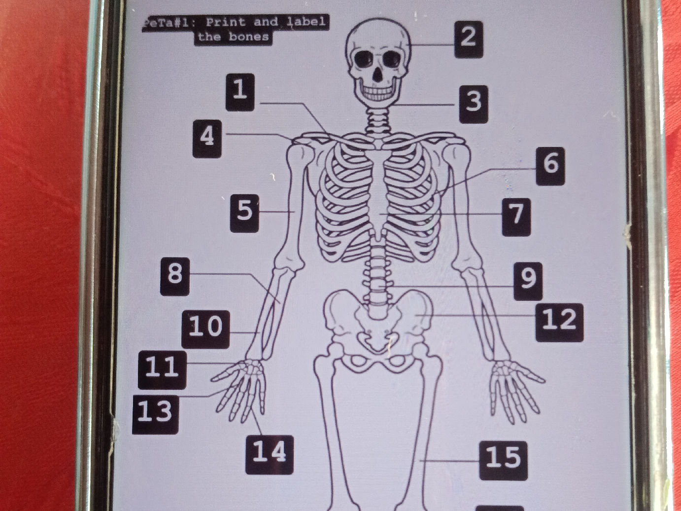 Print and label the bones 1 2 3 4 6 5 | StudyX