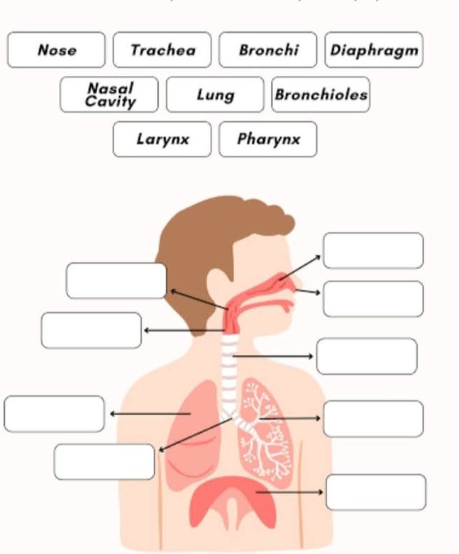 Label the diagram of the respiratory system | StudyX