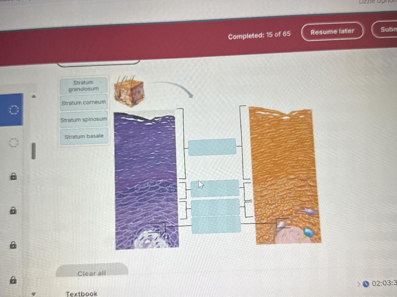 Stratum granulosum Stratum corneum Stratum | StudyX