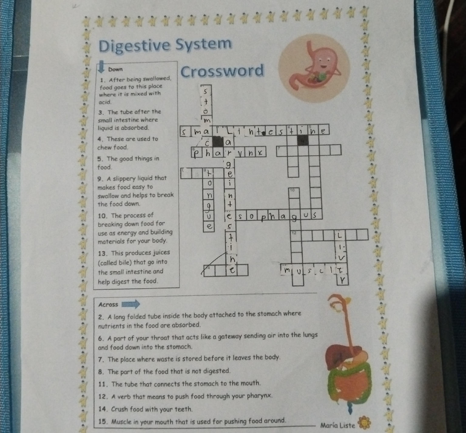 Digestive System Crossword **Down** 1. | StudyX