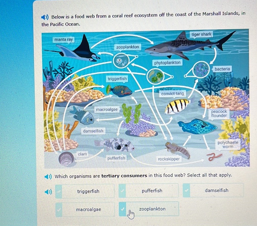 Which organisms are tertiary consumers in | StudyX
