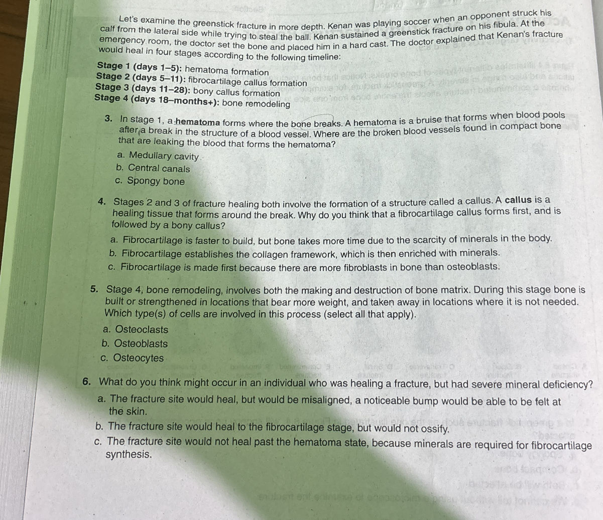 Stages 2 and 3 of fracture healing both | StudyX