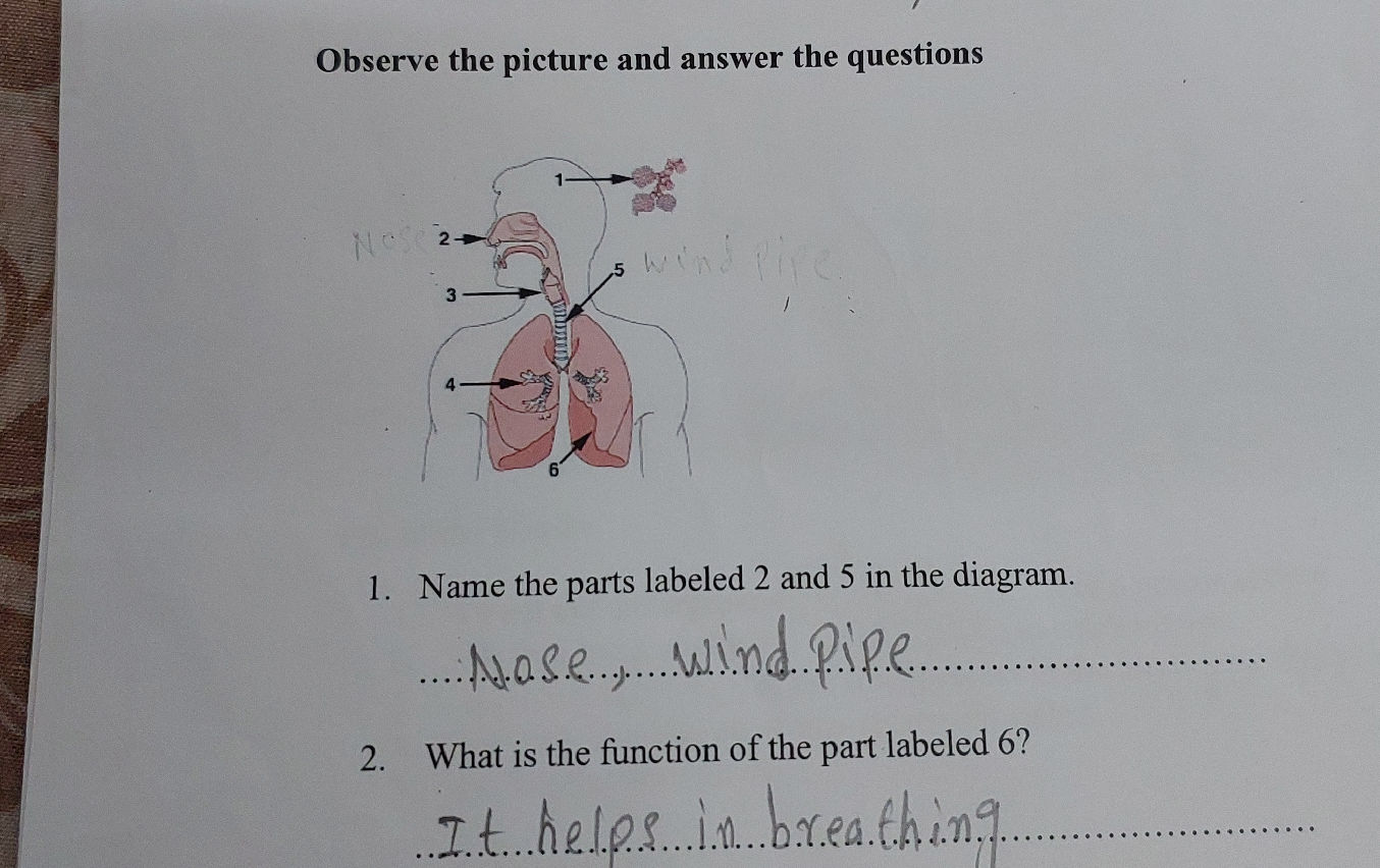 Observe the picture and answer the questions | StudyX