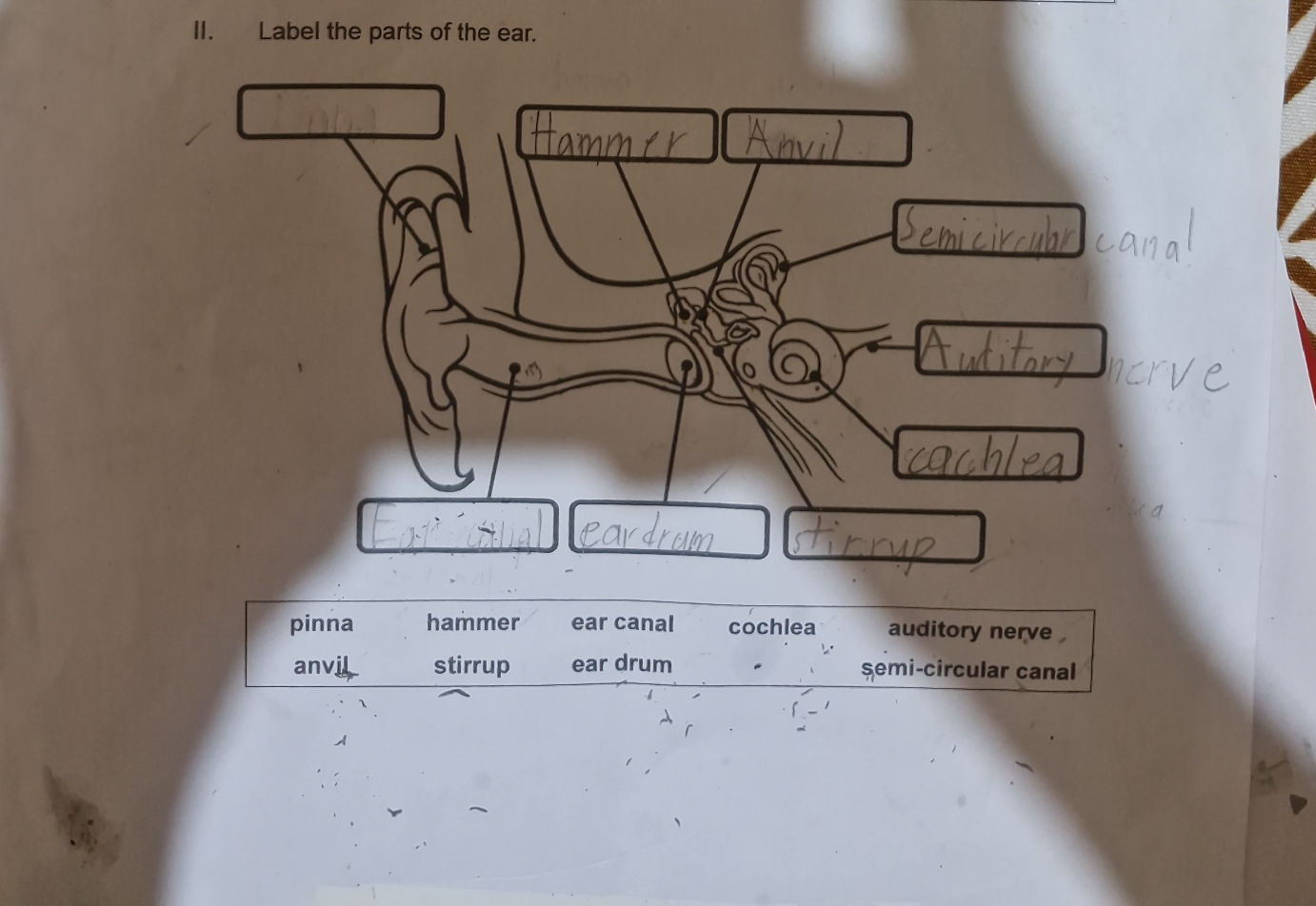 Label the parts of the ear. Here are the | StudyX