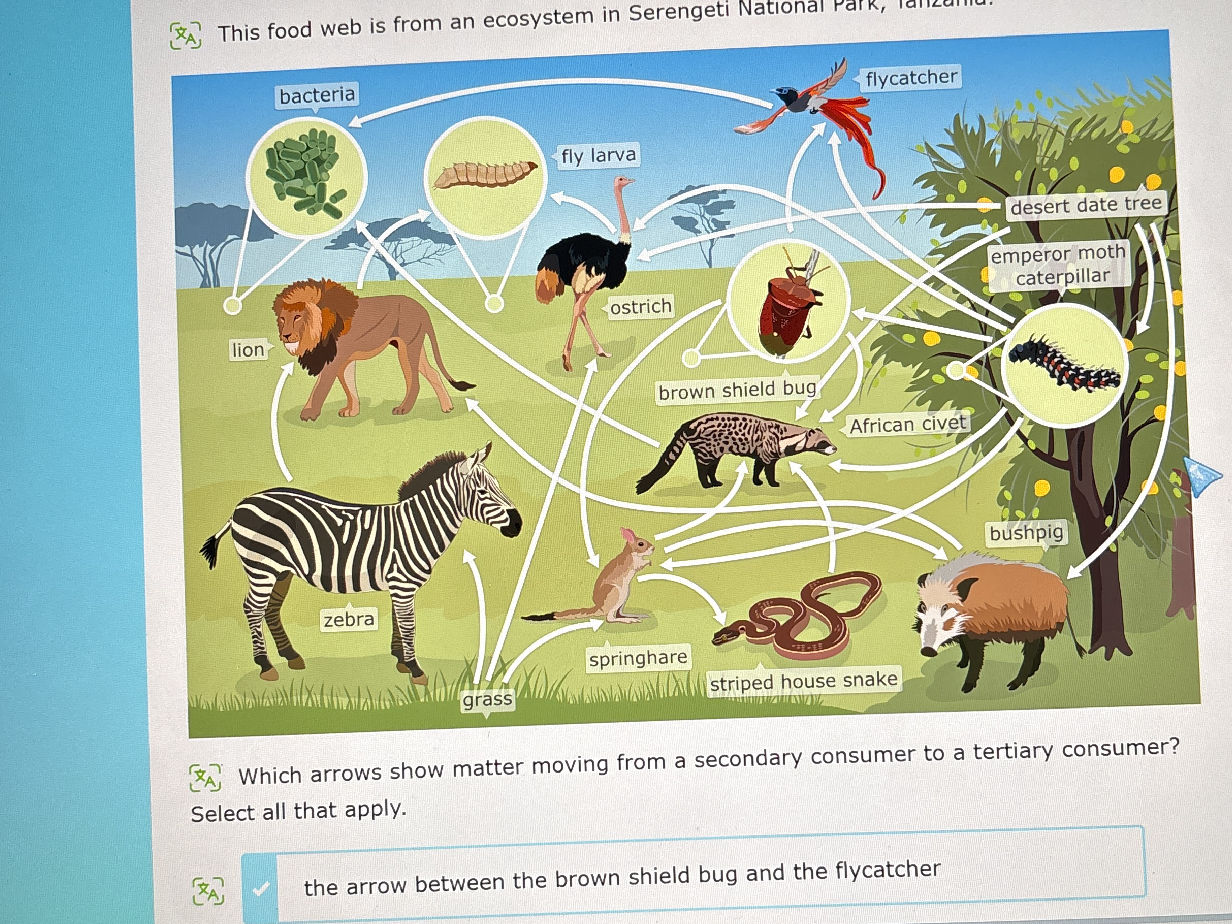 This food web is from an ecosystem in