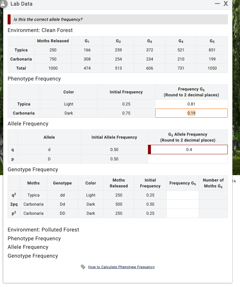 Is this the correct allele frequency? | StudyX