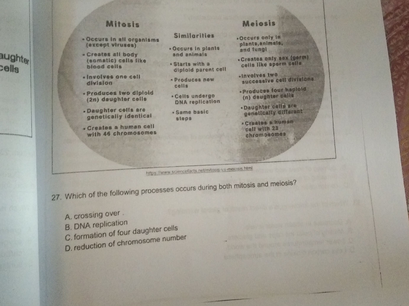 Mitosis - Occurs in all organisms (except | StudyX