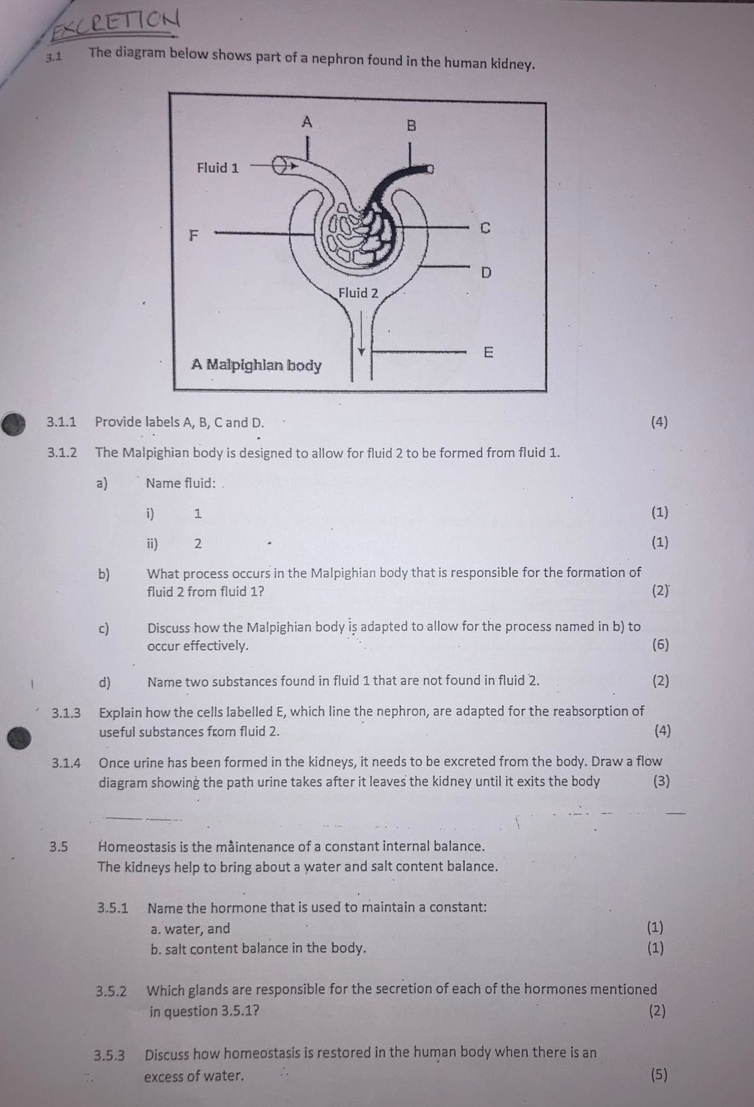 The diagram below shows part of a nephron | StudyX