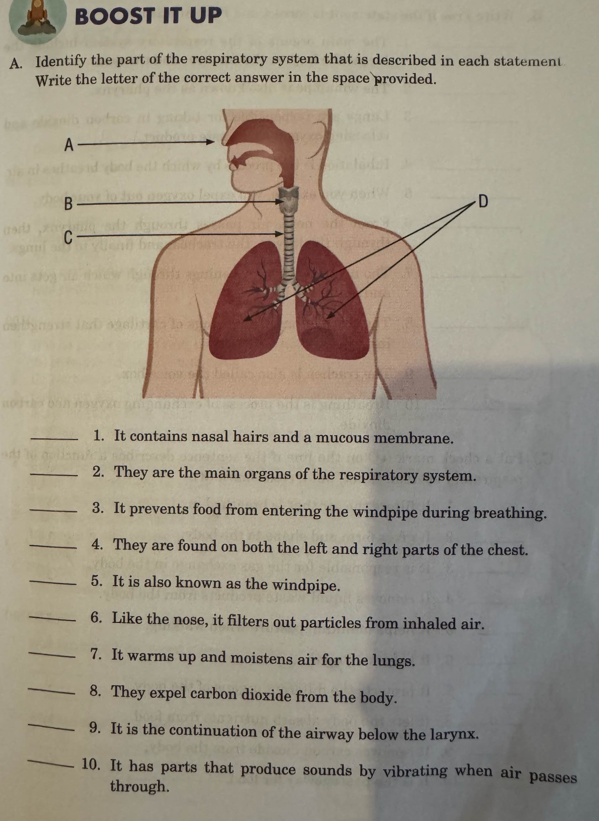 Identify the part of the respiratory system | StudyX