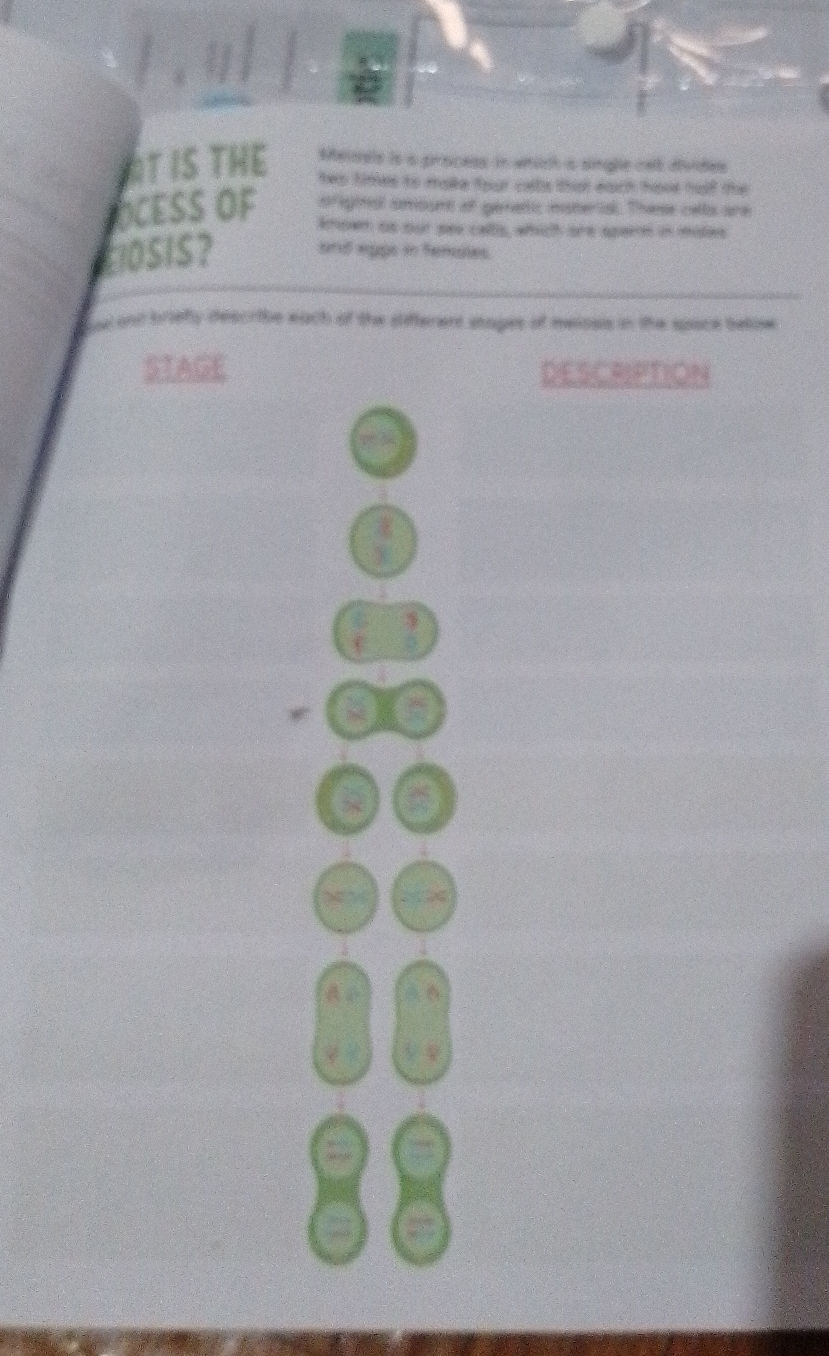 What is the process of meiosis? Meiosis is | StudyX