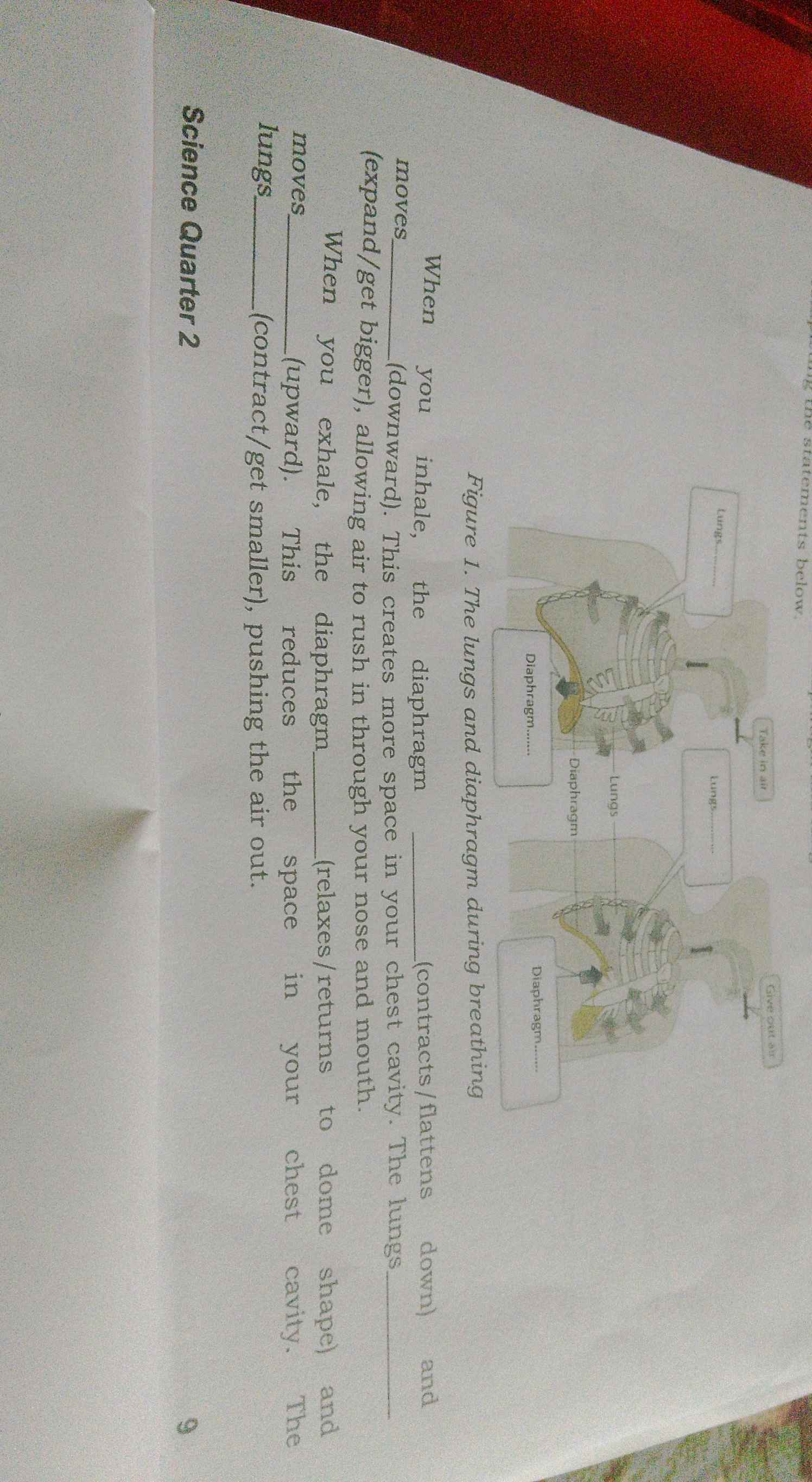 Figure 1. The lungs and diaphragm during