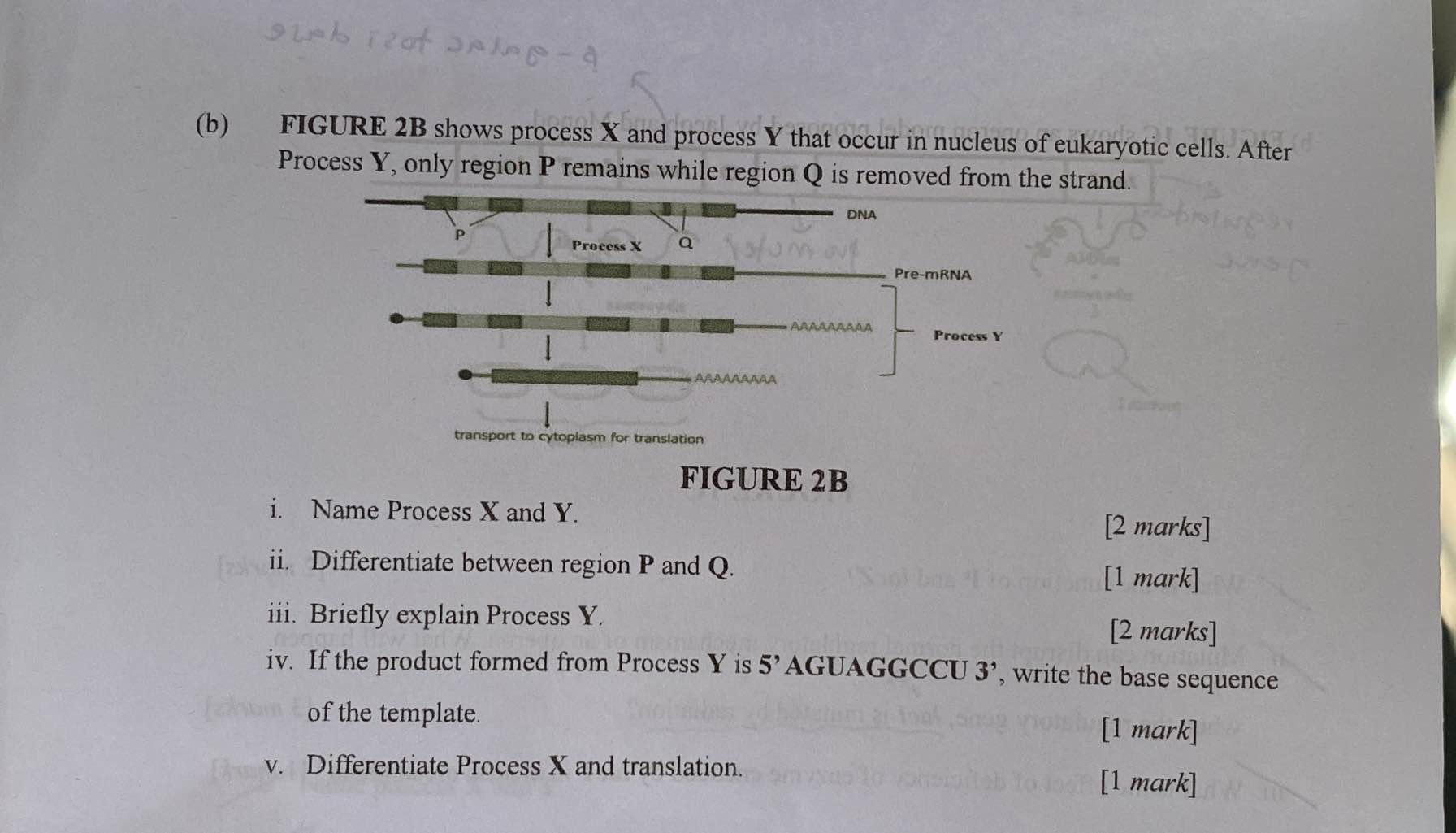 FIGURE 2B shows process X and process Y that | StudyX