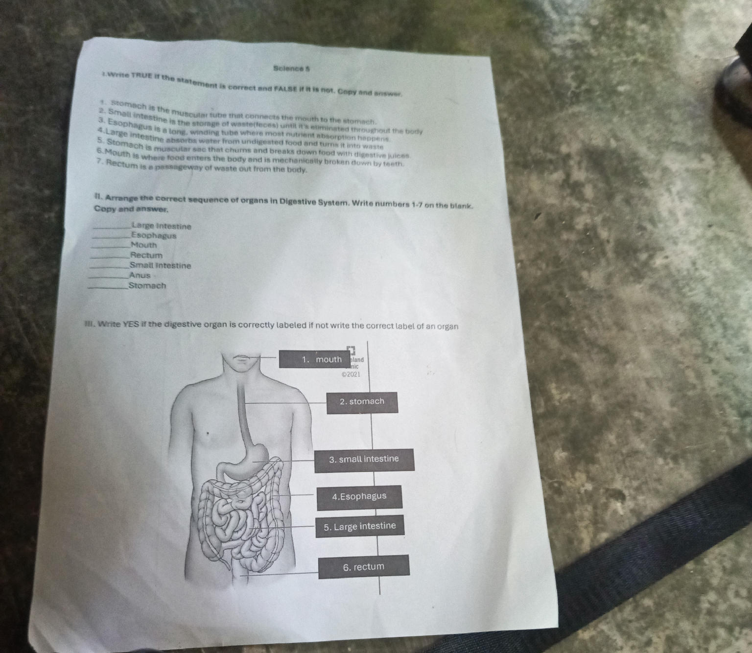 Arrange the correct sequence of organs in | StudyX