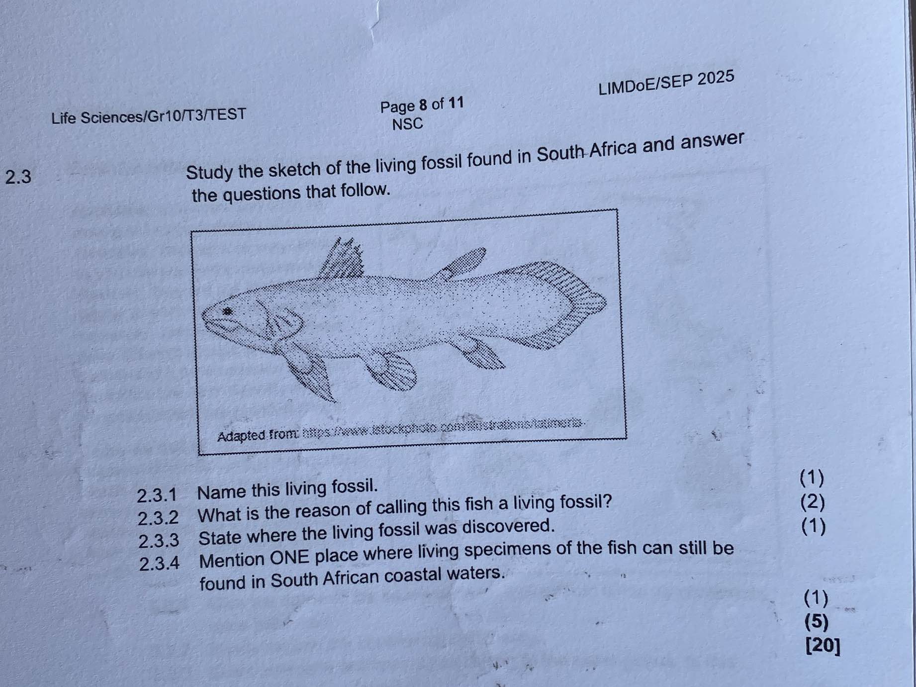Study the sketch of the living fossil found | StudyX