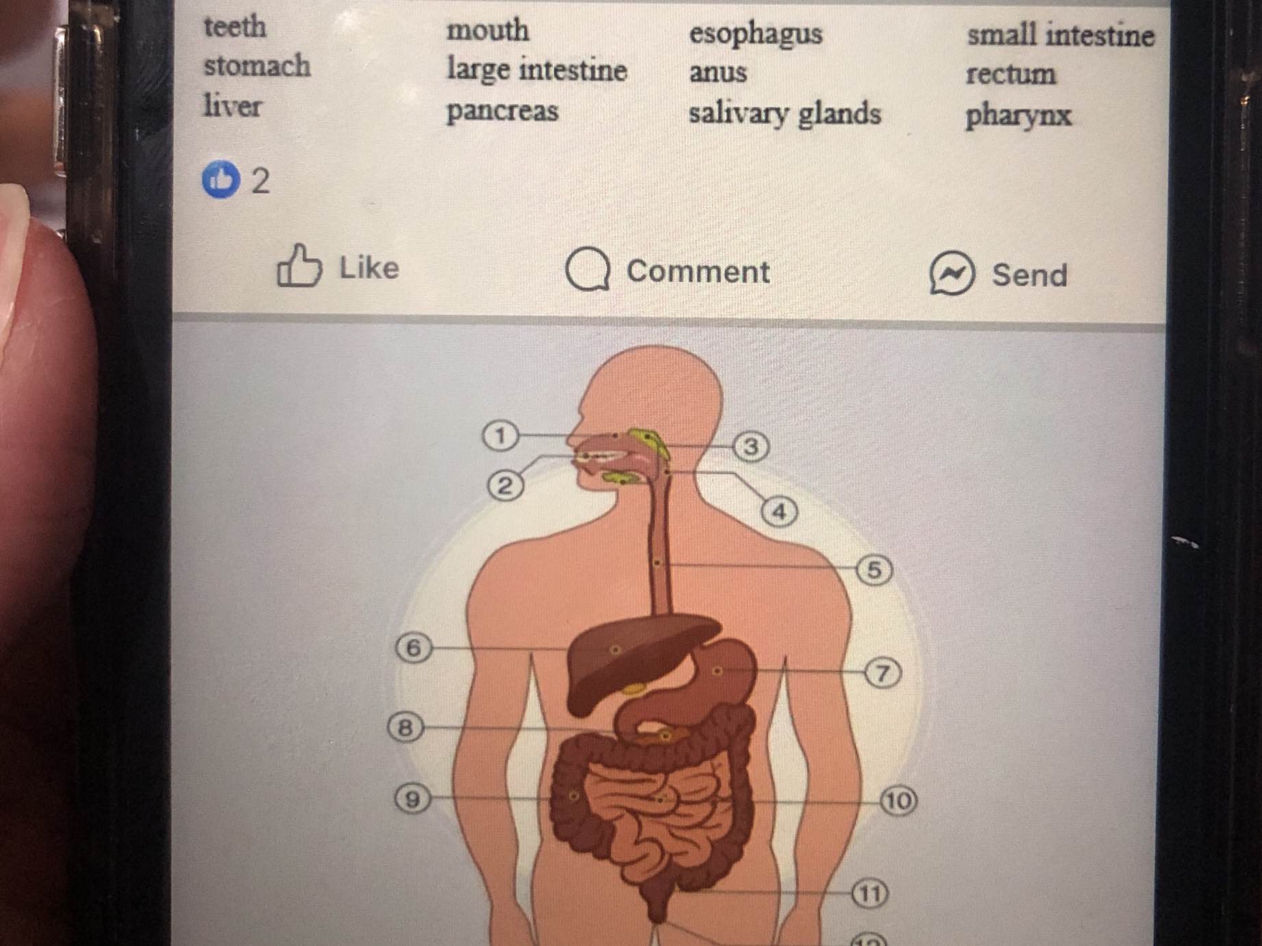 Identify the parts of the digestive system | StudyX