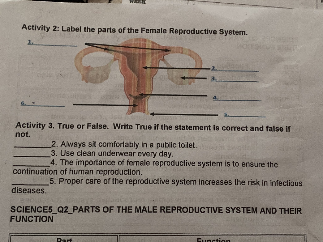 Activity 2: Label the parts of the Female | StudyX