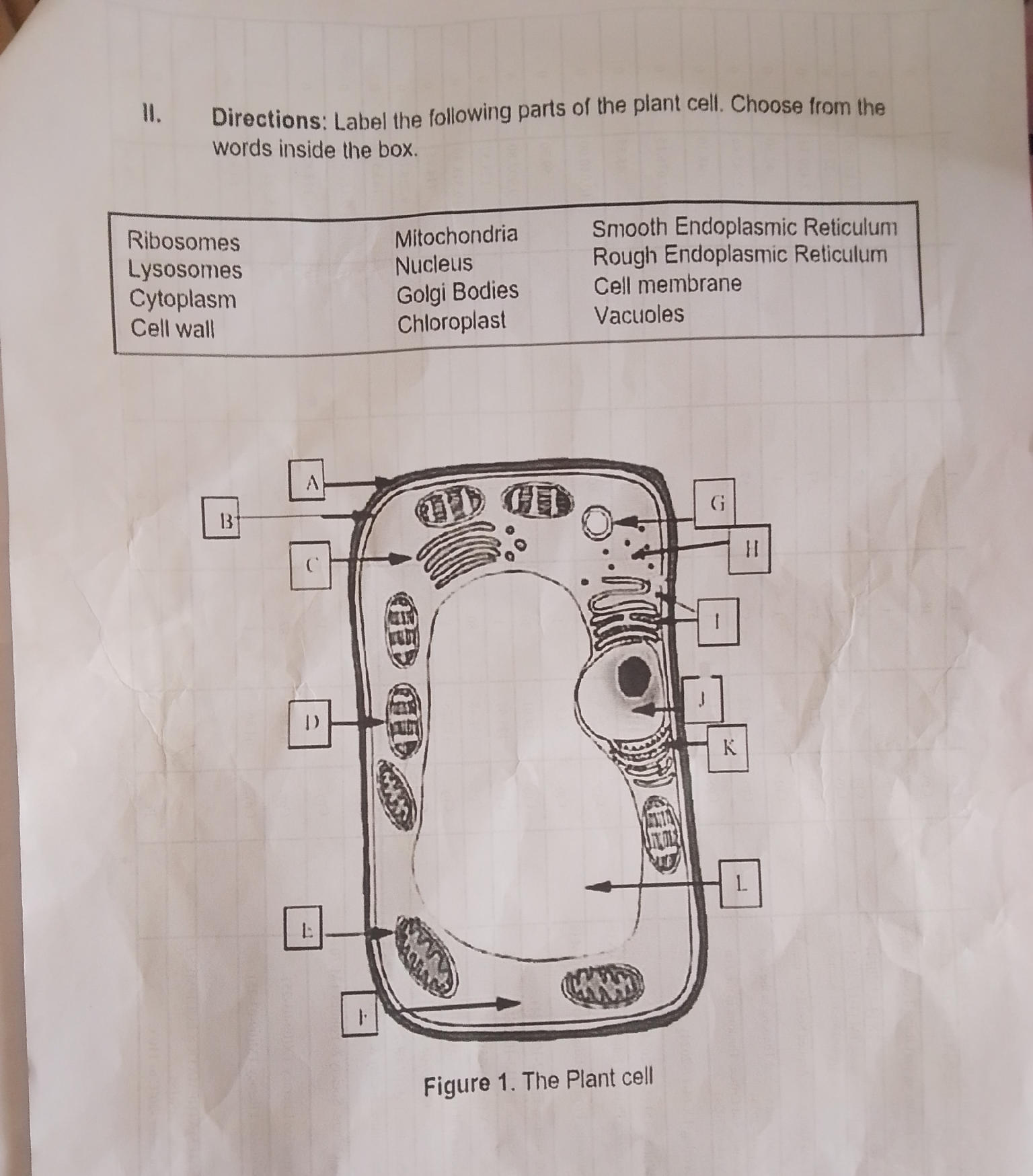 Directions: Label the following parts of the | StudyX