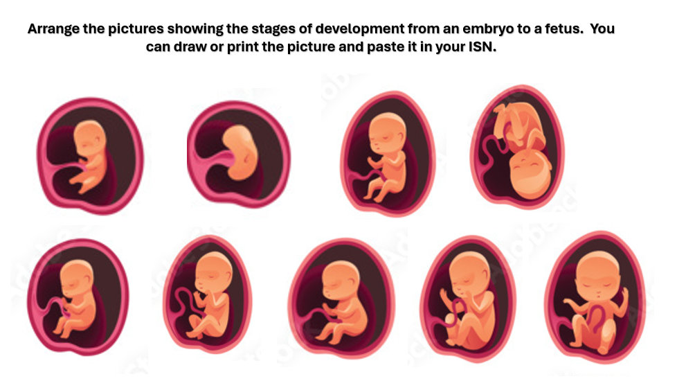 Arrange the pictures showing the stages of | StudyX