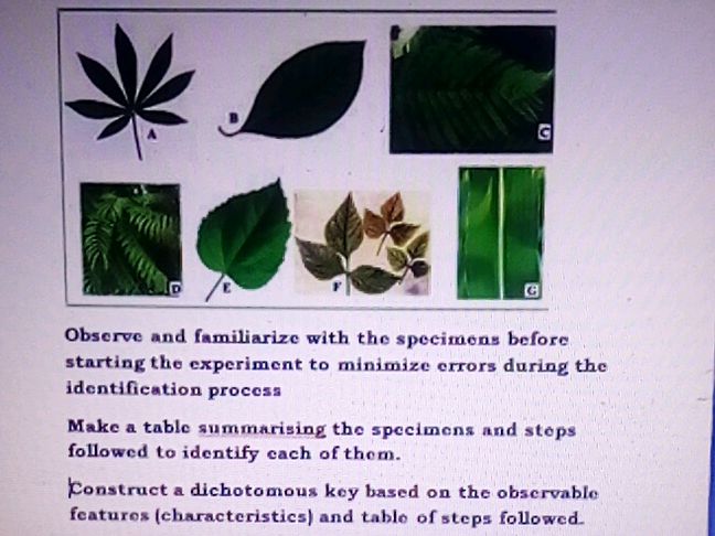 Observe and familiarize with the specimens | StudyX