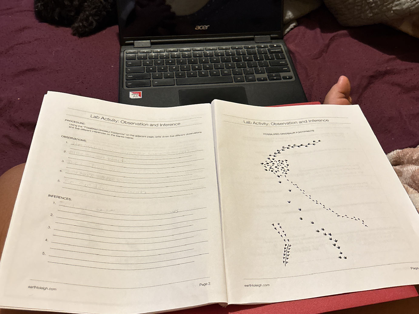 Lab Activity: Observation and Inference | StudyX