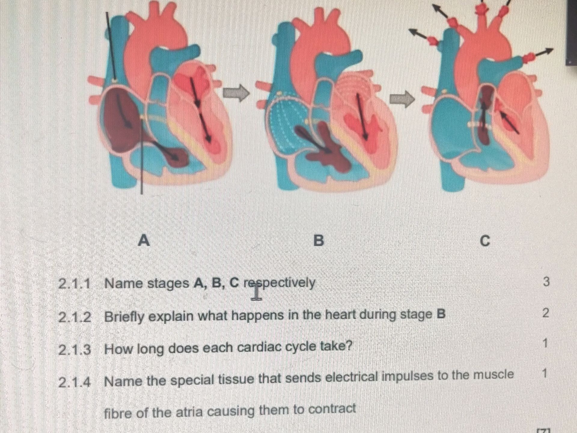 2.1.1 Name stages A, B, C respectively | StudyX
