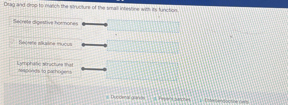 Drag and drop to match the structure of the | StudyX