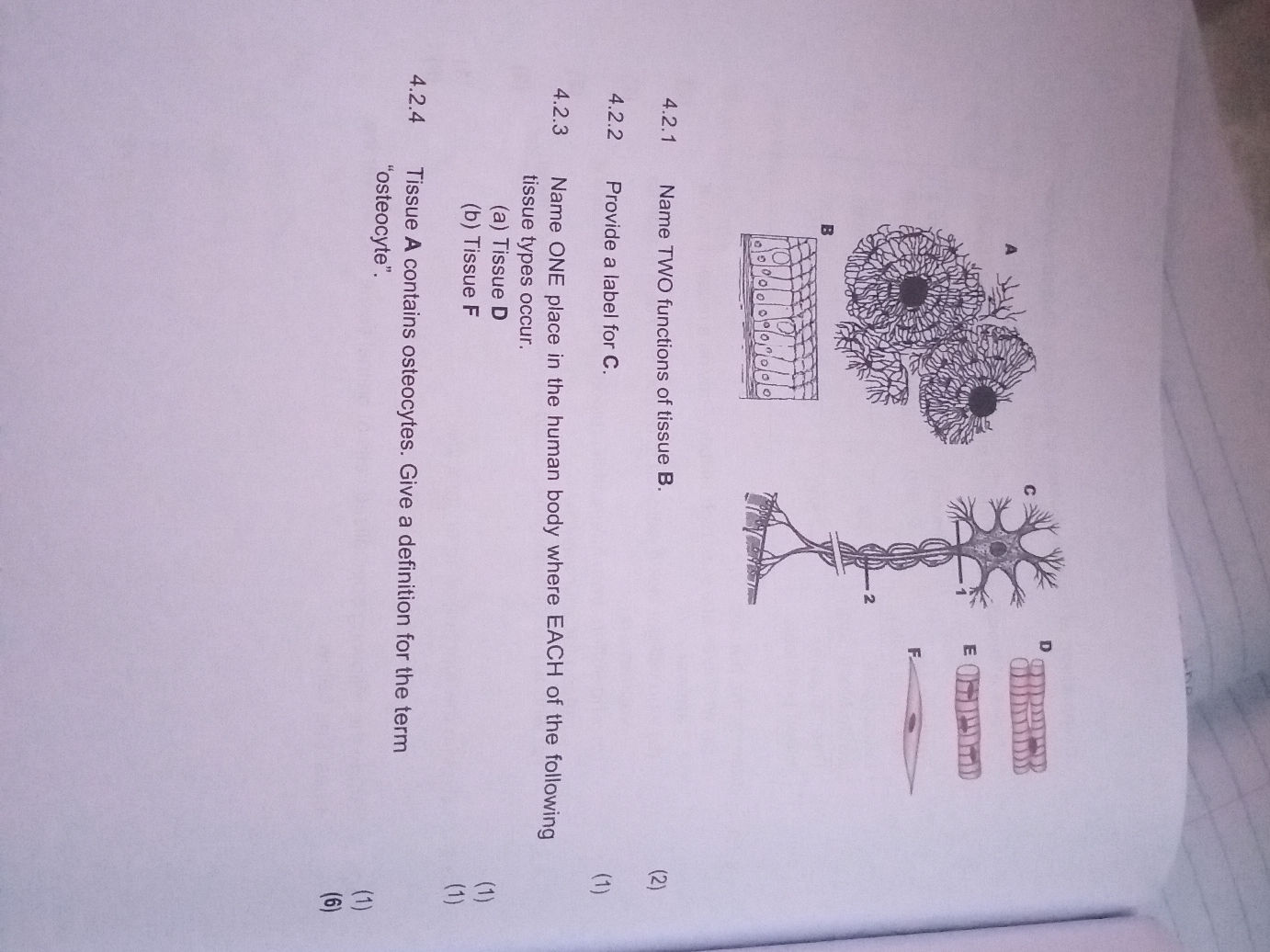 Name TWO functions of tissue B. (2) | StudyX