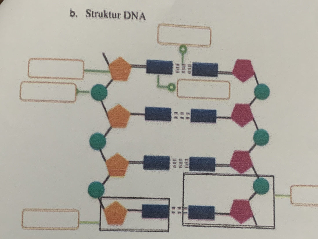 b. Struktur DNA [Diagram of DNA structure | StudyX
