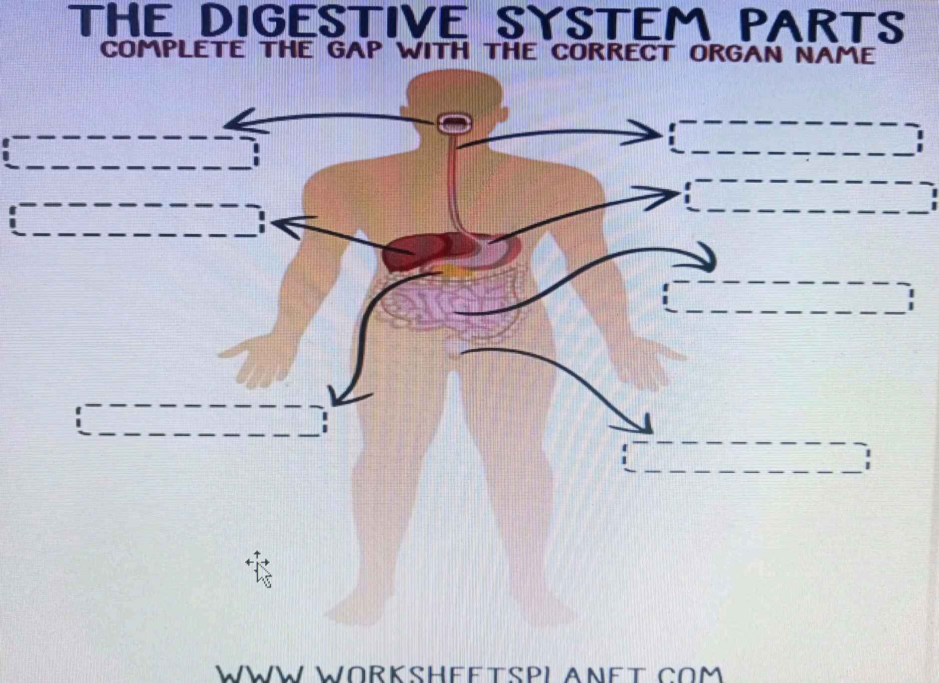 THE DIGESTIVE SYSTEM PARTS COMPLETE THE GAP | StudyX