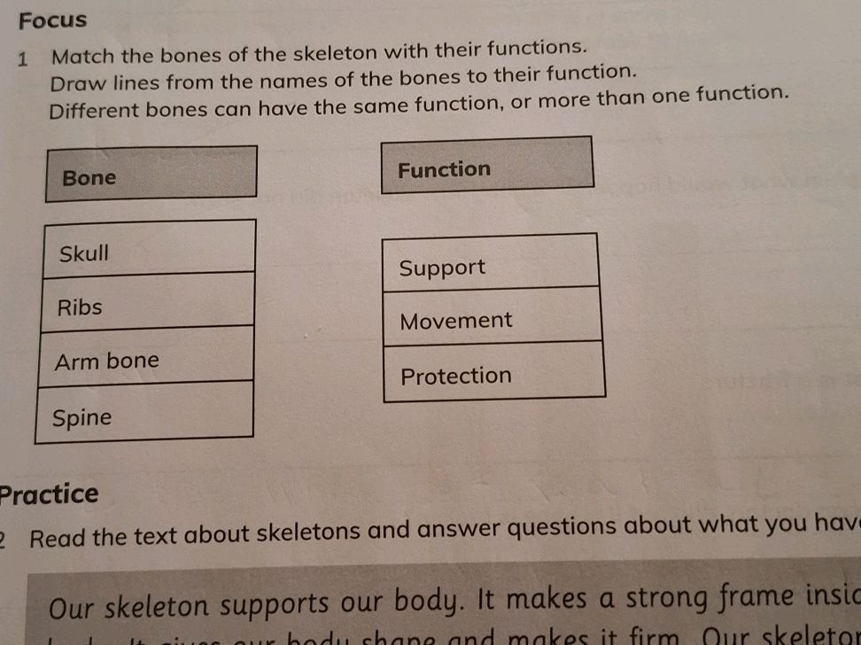Focus 1 Match the bones of the skeleton with | StudyX