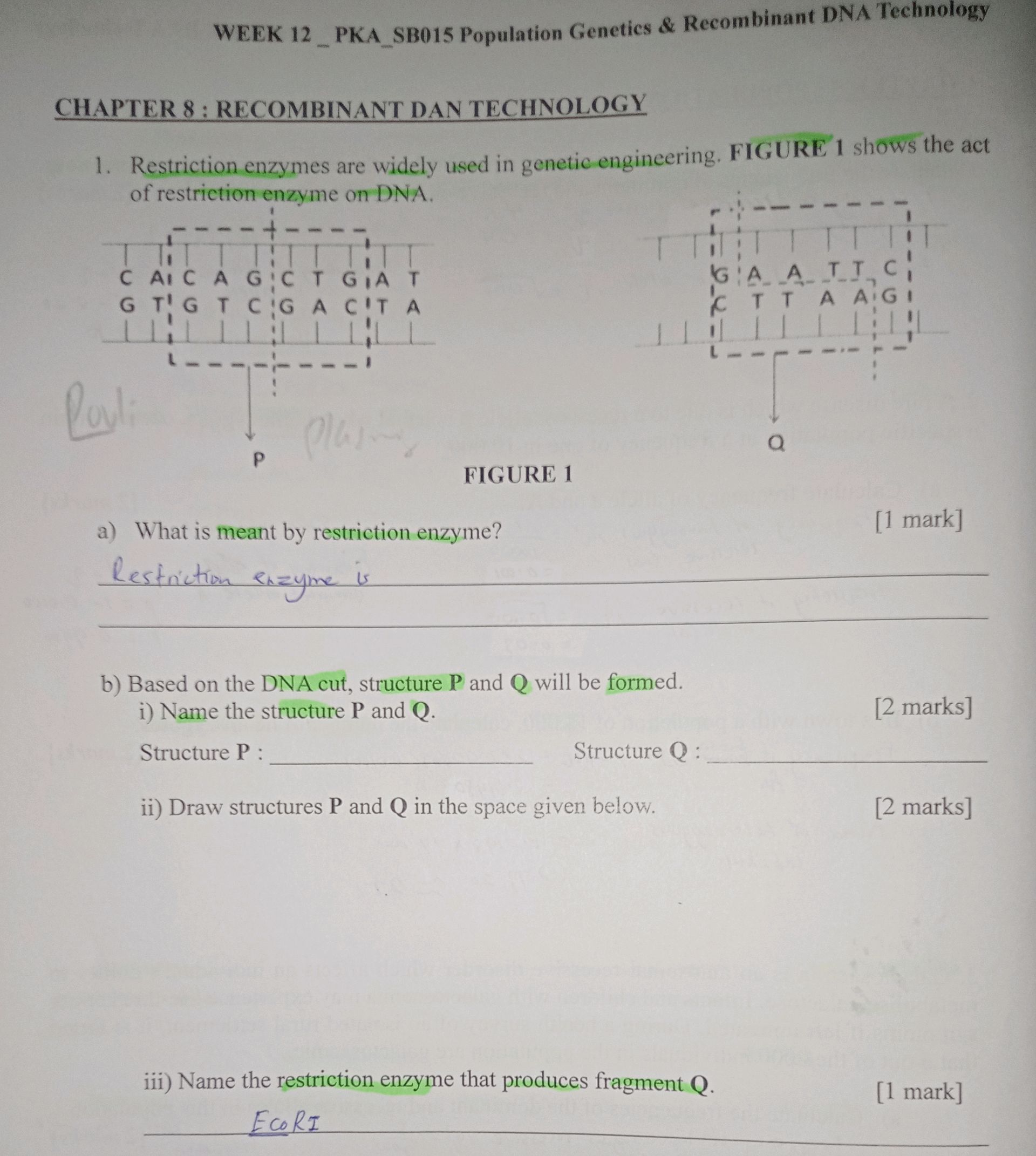 1. Restriction enzymes are widely used in | StudyX