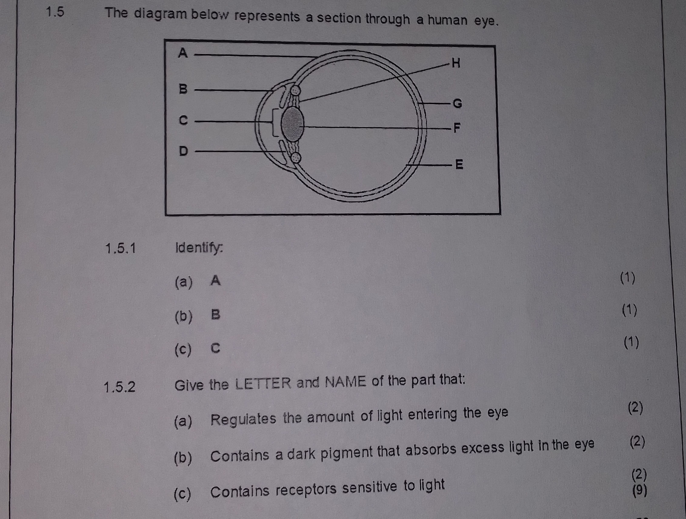 1. 5 The diagram below represents a section | StudyX