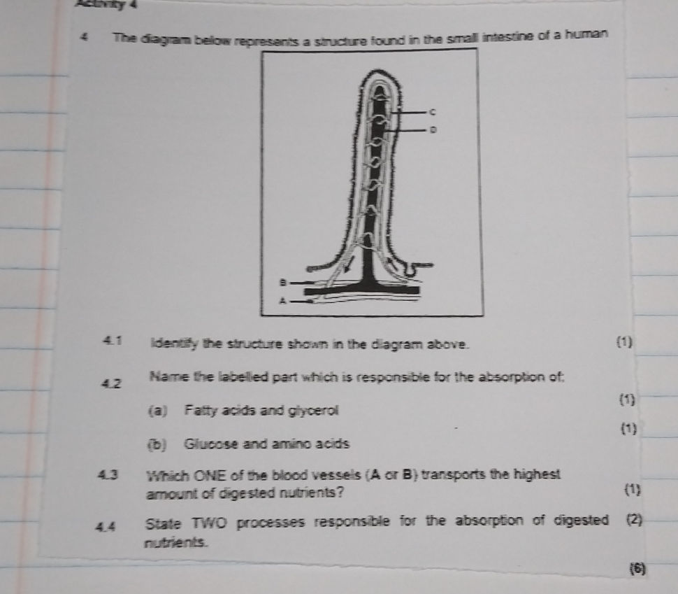 4 The diagram below represents a structure | StudyX