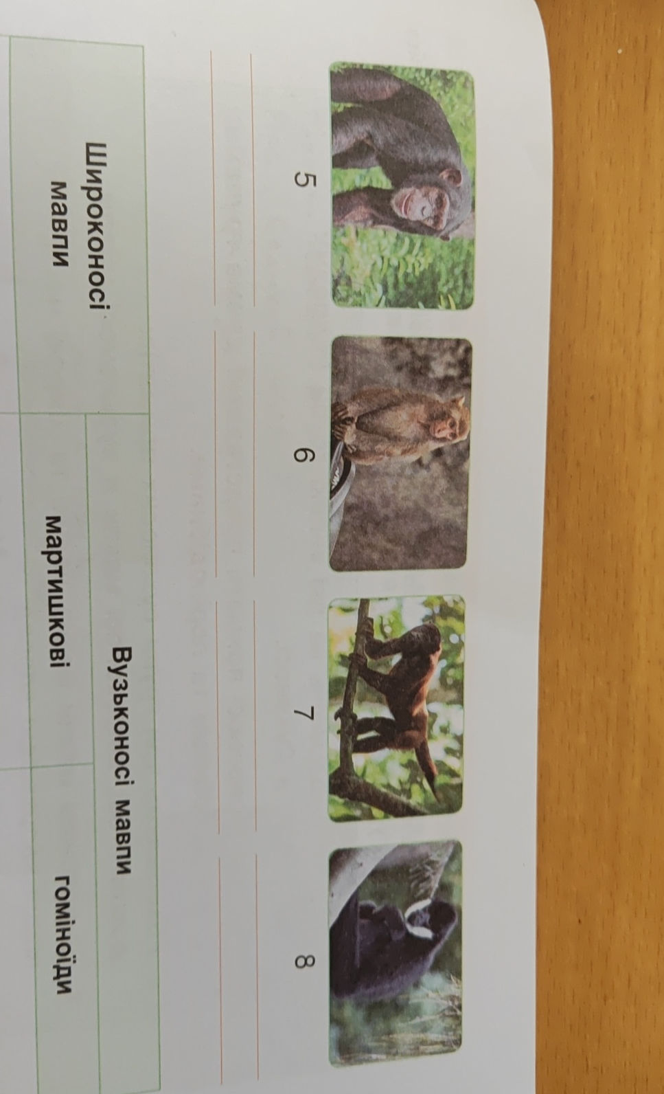 The image contains pictures of primates and | StudyX