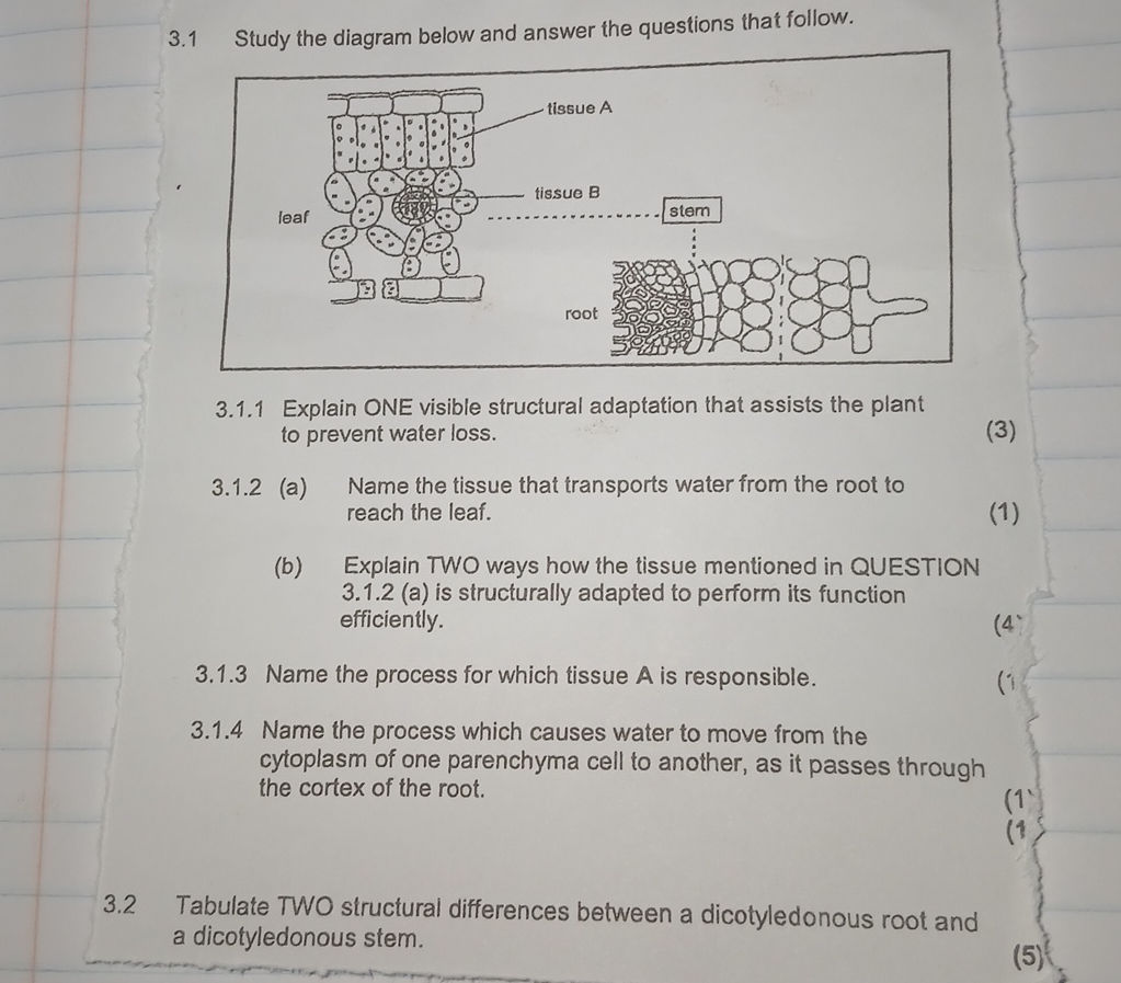 3.1 Study the diagram below and answer the | StudyX