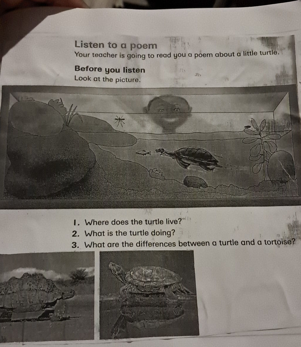 1. Where does the turtle live? 2. What is | StudyX