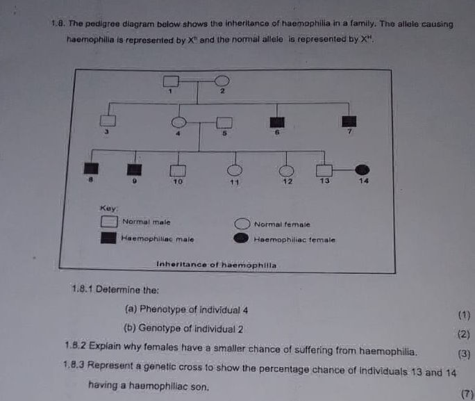 1.8. The pedigree diagram below shows the | StudyX