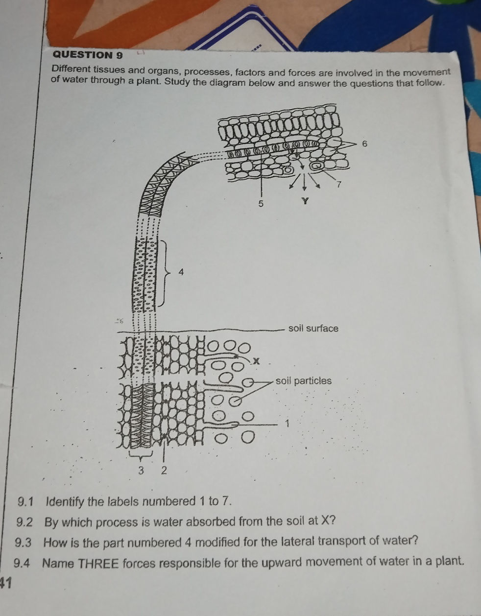 Different tissues and organs, processes, | StudyX