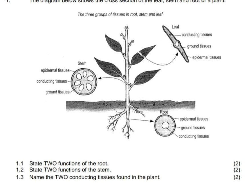The diagram below shows the cross section of