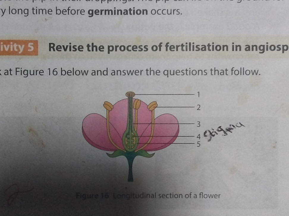 Revise the process of fertilisation in | StudyX