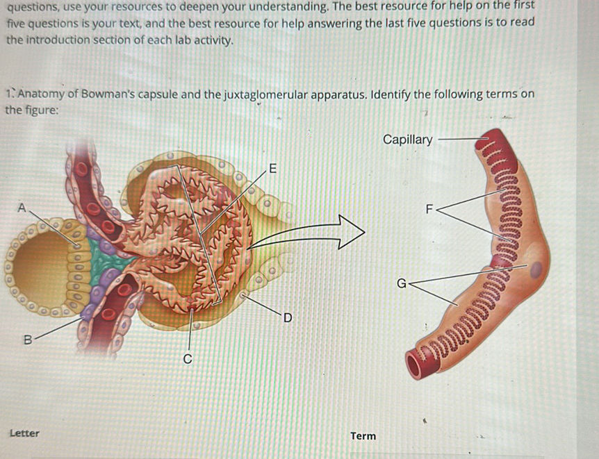1. Anatomy of Bowman's capsule and the | StudyX