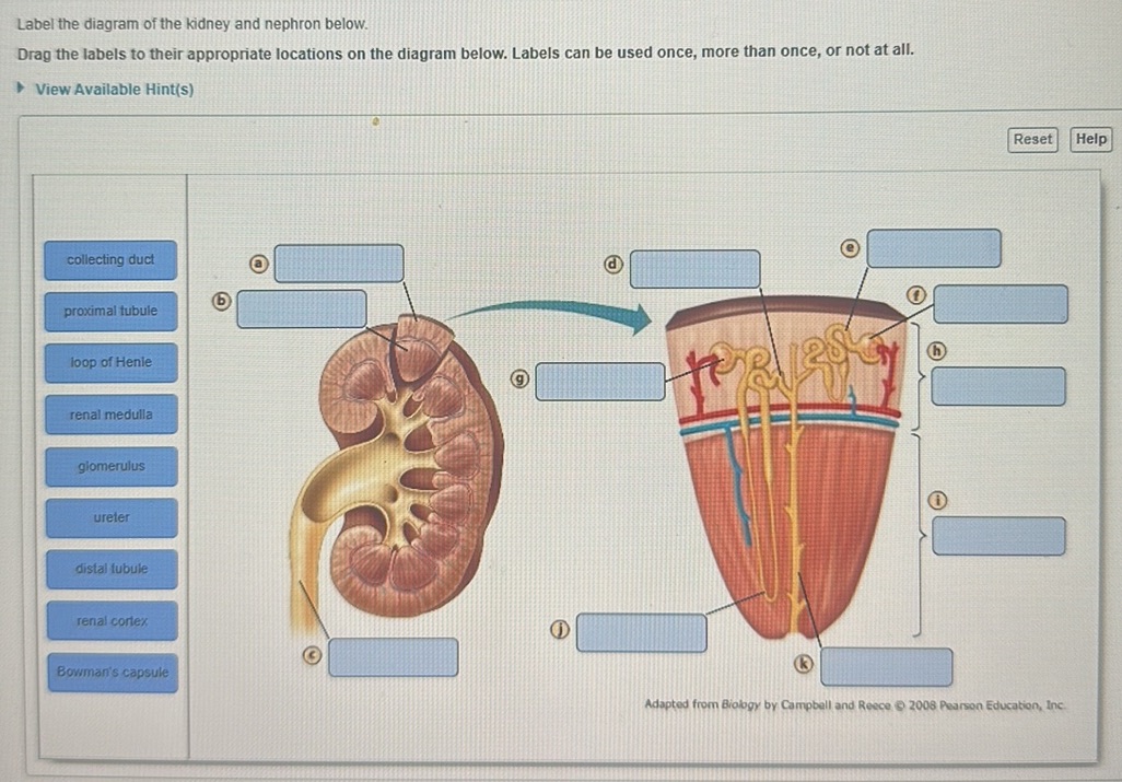 Label the diagram of the kidney and nephron | StudyX