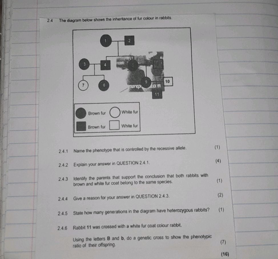 2.4 The diagram below shows the inheritance | StudyX
