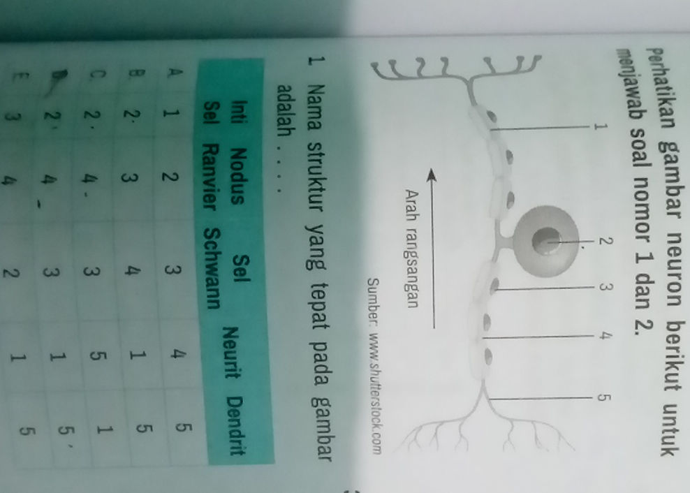 1. Nama struktur yang tepat pada gambar | StudyX