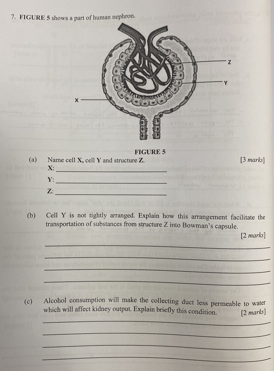 7. FIGURE 5 shows a part of human nephron. | StudyX