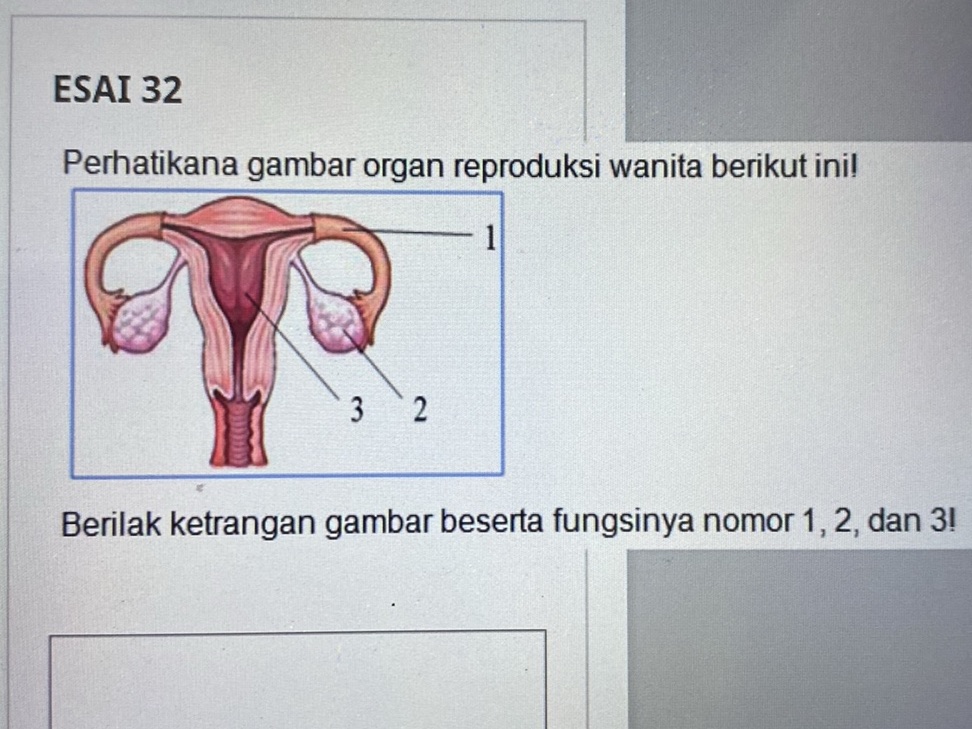 Perhatikana gambar organ reproduksi wanita | StudyX