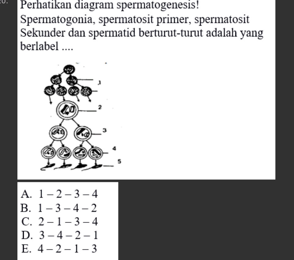 Perhatikan diagram spermatogenesis! | StudyX