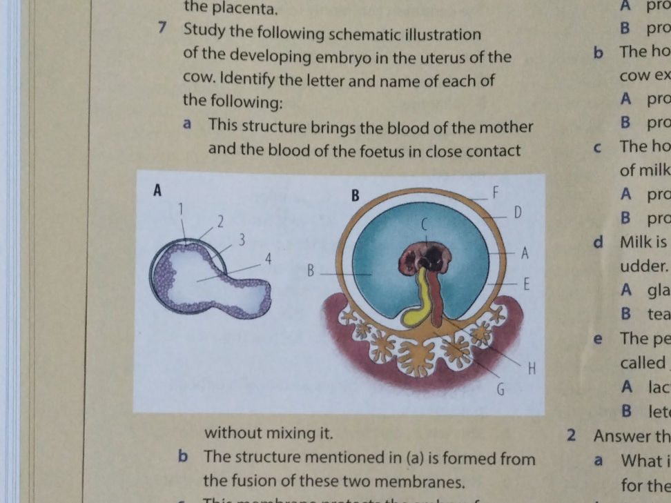 7 Study the following schematic illustration | StudyX